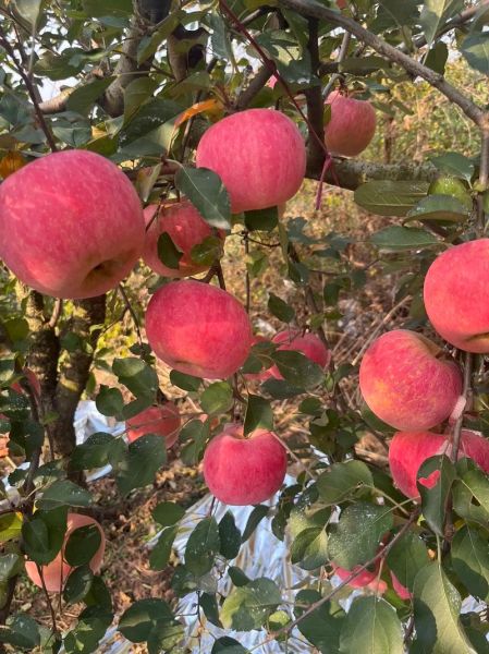 好看的苹果图片哪里找_如何拍出高颜值苹果照片-第3张图片-山城妙识