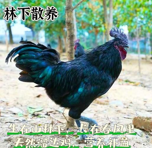乌骨鸡多少钱一斤_乌骨鸡价格受哪些因素影响-第3张图片-山城妙识