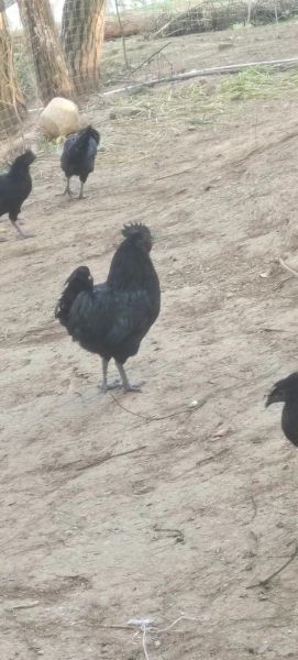 乌骨鸡多少钱一斤_乌骨鸡价格受哪些因素影响-第1张图片-山城妙识