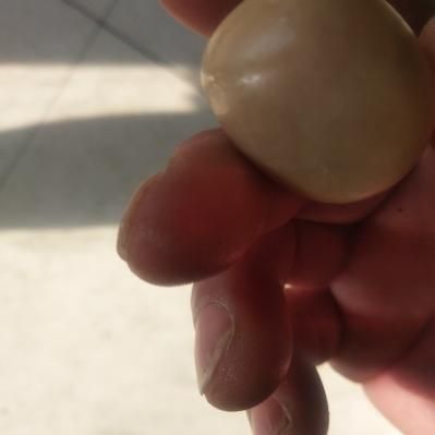 狗宝值钱吗_狗宝价格多少钱一克-第2张图片-山城妙识