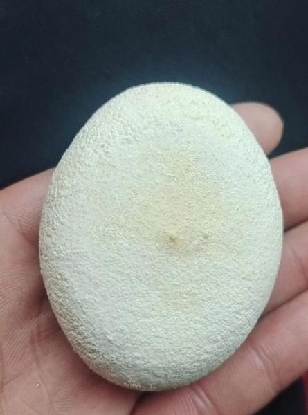 狗宝值钱吗_狗宝价格多少钱一克-第1张图片-山城妙识