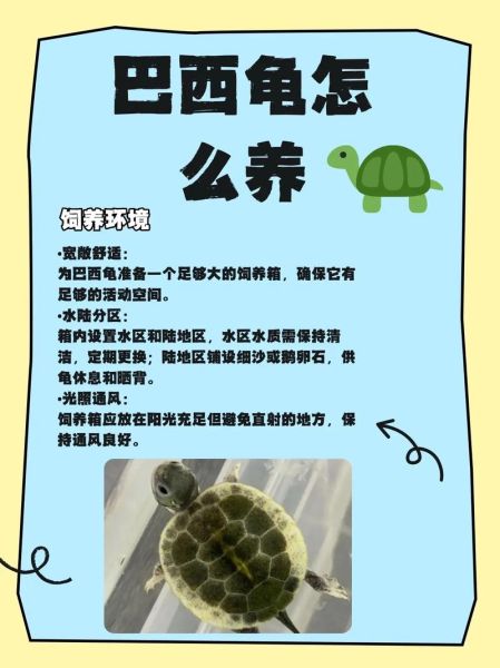 巴西龟怎么分公母_巴西龟公母区别图解-第1张图片-山城妙识 巴西龟怎么分公母_巴西龟公母区别图解-第1张图片-山城妙识