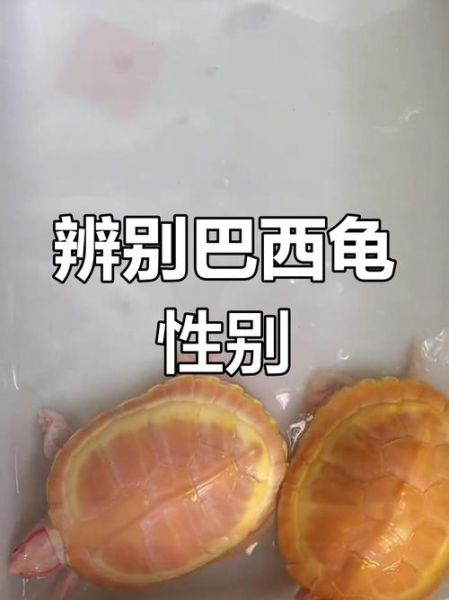 巴西龟怎么分公母_巴西龟公母区别图解-第2张图片-山城妙识 巴西龟怎么分公母_巴西龟公母区别图解-第2张图片-山城妙识