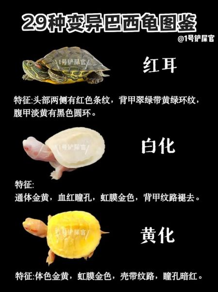 巴西龟怎么分公母_巴西龟公母区别图解-第3张图片-山城妙识 巴西龟怎么分公母_巴西龟公母区别图解-第3张图片-山城妙识