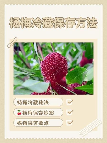 杨梅保鲜可以保存多久_杨梅冷藏能放几天-第1张图片-山城妙识