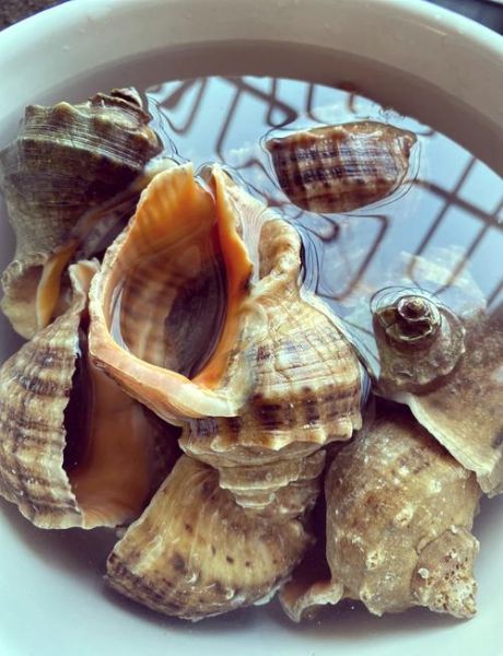 小海螺水煮多久能熟_小海螺煮多久才开口-第1张图片-山城妙识