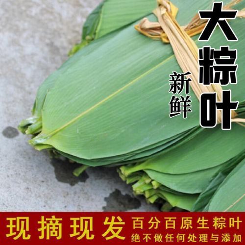 箬叶和粽叶有什么区别_箬叶是粽叶吗-第2张图片-山城妙识