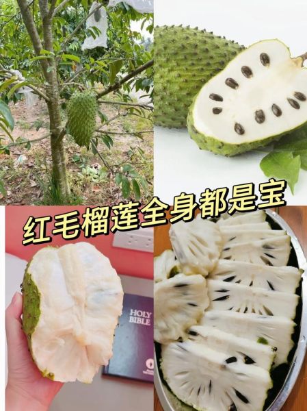 刺果番荔枝怎么吃_刺果番荔枝的功效与作用-第3张图片-山城妙识