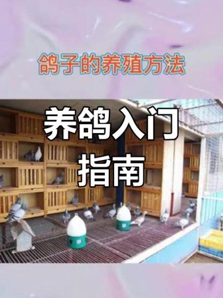 鸽子养殖技术_新手如何养好鸽子-第3张图片-山城妙识