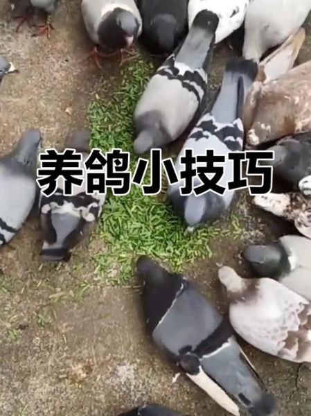 鸽子养殖技术_新手如何养好鸽子-第1张图片-山城妙识