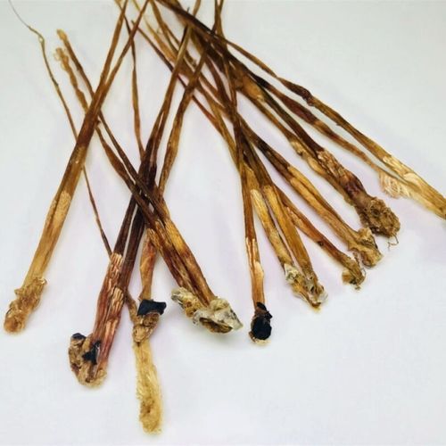 蛇鞭的功效与作用_蛇鞭怎么吃效果最好-第1张图片-山城妙识 蛇鞭的功效与作用_蛇鞭怎么吃效果最好-第1张图片-山城妙识