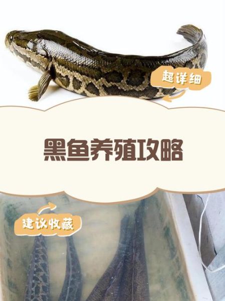 黑鱼养殖利润怎么样_黑鱼养殖成本利润分析-第1张图片-山城妙识