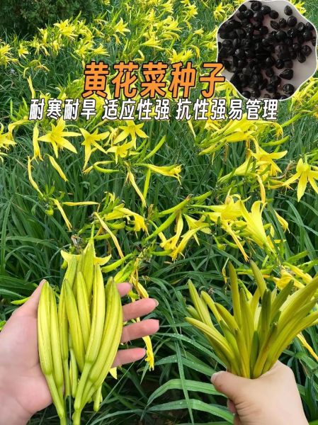黄花菜什么时候种_黄花菜几月份种植最好-第2张图片-山城妙识