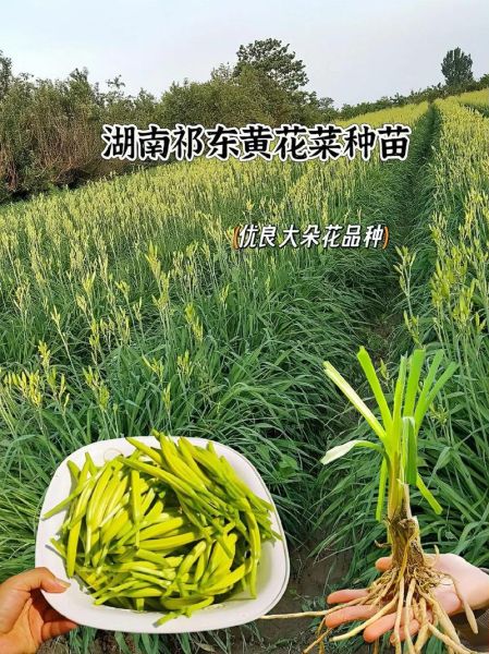 黄花菜什么时候种_黄花菜几月份种植最好-第3张图片-山城妙识