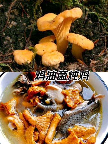 鸡油菌的功效与作用及禁忌_什么人不能吃-第2张图片-山城妙识