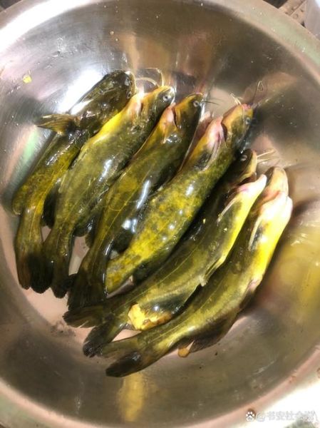 黄辣丁熬汤怎么做_黄辣丁熬汤要焯水吗-第3张图片-山城妙识