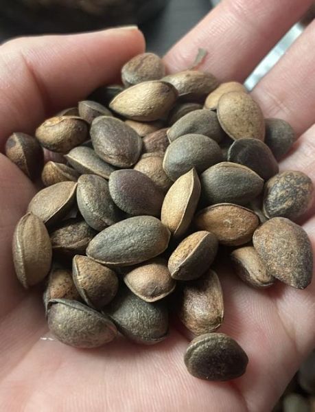 松子多少钱一斤_松子价格为什么差别这么大-第2张图片-山城妙识