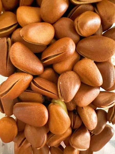 松子多少钱一斤_松子价格为什么差别这么大-第3张图片-山城妙识