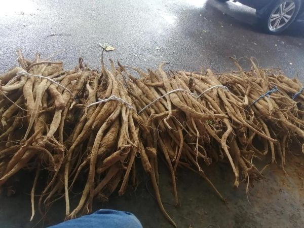 葛根长什么样_葛根图片全图怎么看-第3张图片-山城妙识