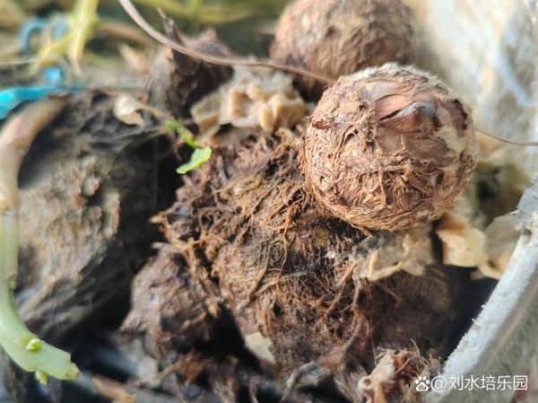 水芋头怎么种植_水芋头种植技巧-第3张图片-山城妙识
