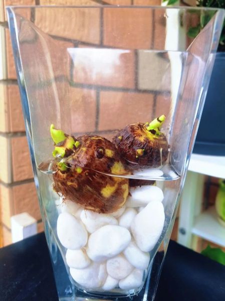 水芋头怎么种植_水芋头种植技巧-第2张图片-山城妙识