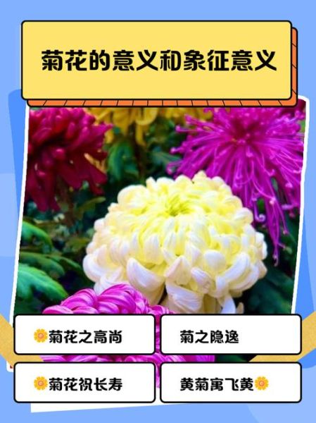 菊花的寓意和象征_菊花在风水中的含义-第3张图片-山城妙识