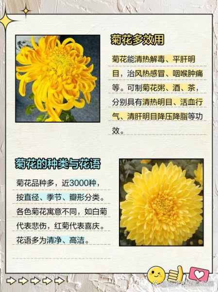 菊花的寓意和象征_菊花在风水中的含义-第1张图片-山城妙识