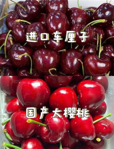 车厘子和樱桃的区别_车厘子图片对比-第1张图片-山城妙识