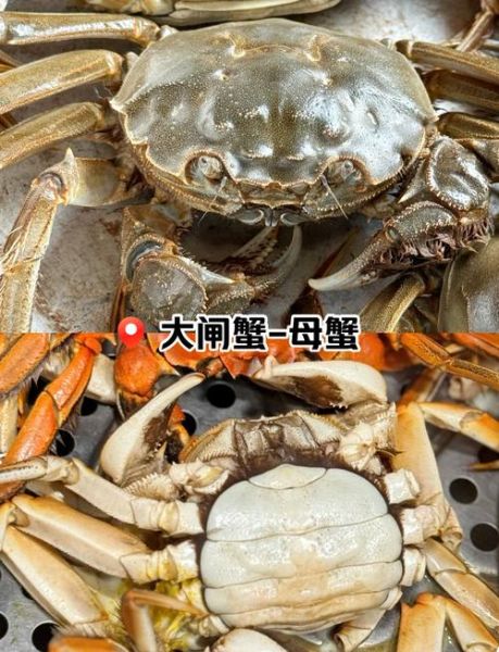 梭子蟹图片大全大图真实_梭子蟹怎么分辨公母-第2张图片-山城妙识