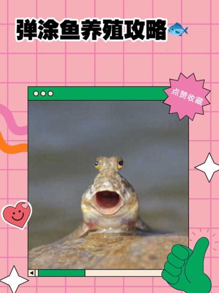 弹涂鱼怎么养_弹涂鱼吃什么-第1张图片-山城妙识