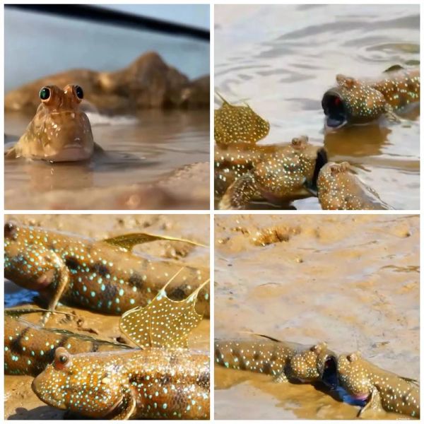 弹涂鱼怎么养_弹涂鱼吃什么-第2张图片-山城妙识