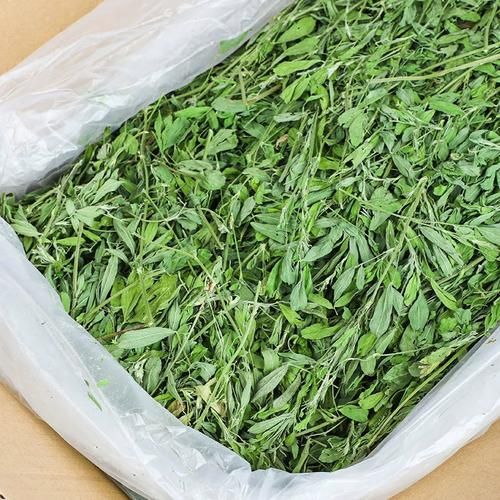 苜蓿草怎么喂兔子_苜蓿草可以天天喂吗-第3张图片-山城妙识 苜蓿草怎么喂兔子_苜蓿草可以天天喂吗-第3张图片-山城妙识