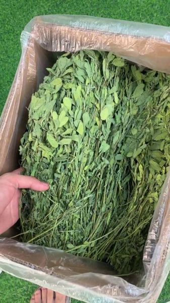 苜蓿草怎么喂兔子_苜蓿草可以天天喂吗-第2张图片-山城妙识 苜蓿草怎么喂兔子_苜蓿草可以天天喂吗-第2张图片-山城妙识