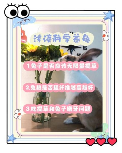 苜蓿草怎么喂兔子_苜蓿草可以天天喂吗-第1张图片-山城妙识 苜蓿草怎么喂兔子_苜蓿草可以天天喂吗-第1张图片-山城妙识