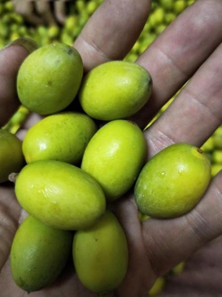 橄榄价格多少钱一斤_新鲜橄榄批发价行情-第2张图片-山城妙识