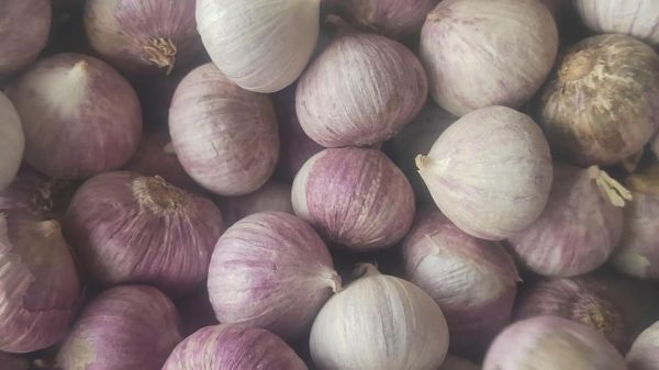 冷库蒜价格最新价格_今日多少钱一斤-第2张图片-山城妙识 冷库蒜价格最新价格_今日多少钱一斤-第2张图片-山城妙识