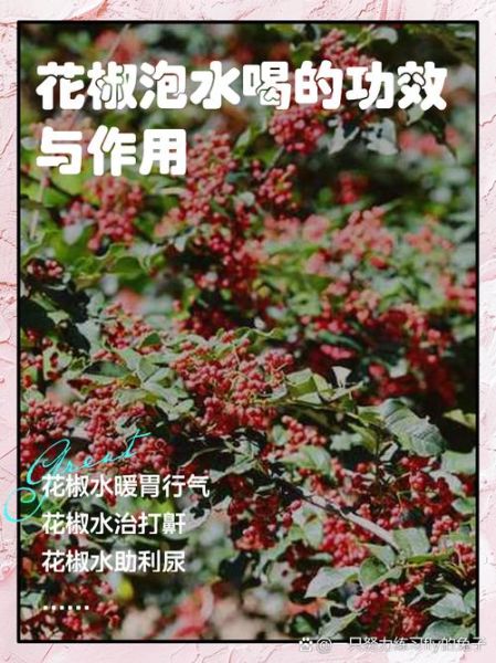 喝花椒水能减肥吗_花椒水减肥真相-第1张图片-山城妙识 喝花椒水能减肥吗_花椒水减肥真相-第1张图片-山城妙识