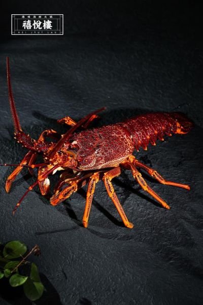 澳洲红龙虾多少钱一斤_澳洲红龙虾怎么做好吃-第1张图片-山城妙识 澳洲红龙虾多少钱一斤_澳洲红龙虾怎么做好吃-第1张图片-山城妙识
