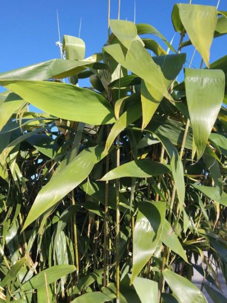 粽叶树图片大全_粽叶树长什么样-第3张图片-山城妙识