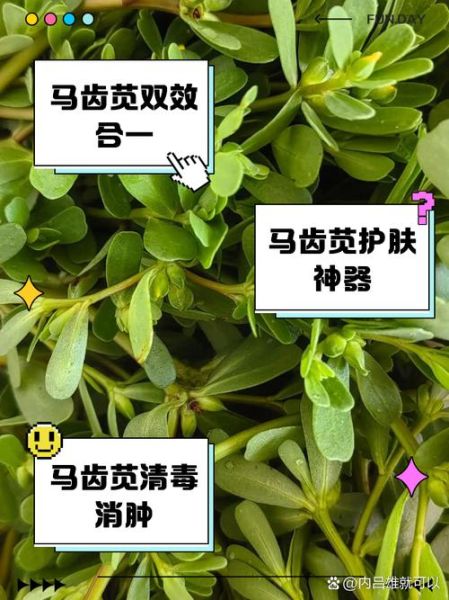 马齿苋怎么读_马齿苋的功效与作用-第1张图片-山城妙识