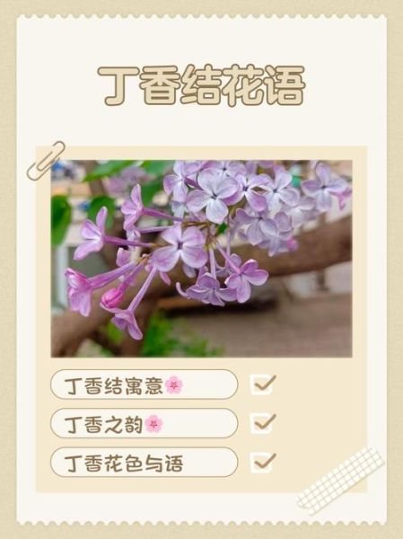 丁香结寓意是什么_丁香结象征爱情吗-第2张图片-山城妙识