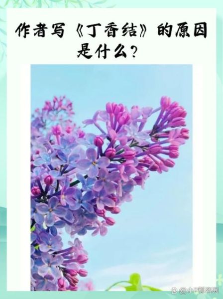 丁香结寓意是什么_丁香结象征爱情吗-第3张图片-山城妙识