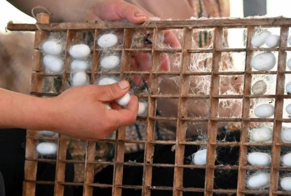 蚕茧怎么抽丝_蚕茧抽丝全过程-第1张图片-山城妙识 蚕茧怎么抽丝_蚕茧抽丝全过程-第1张图片-山城妙识