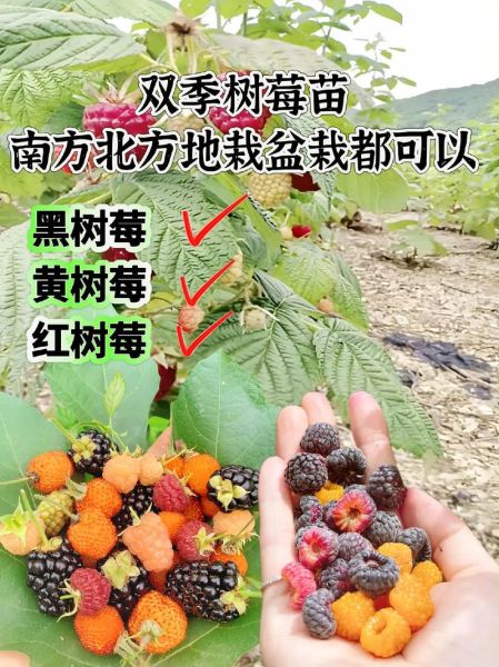 树莓怎么种_树莓种植技术视频-第2张图片-山城妙识 树莓怎么种_树莓种植技术视频-第2张图片-山城妙识
