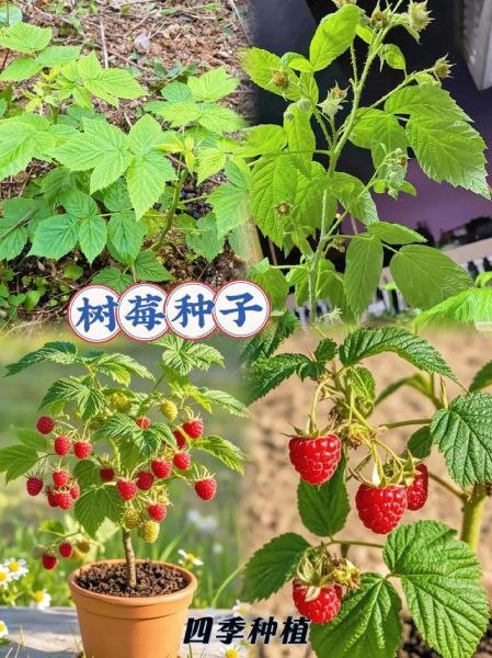 树莓怎么种_树莓种植技术视频-第1张图片-山城妙识 树莓怎么种_树莓种植技术视频-第1张图片-山城妙识