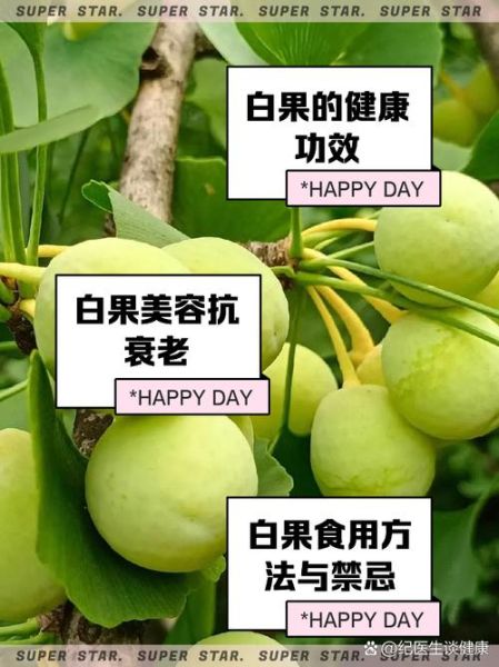 白果的功效与作用_白果怎么吃-第1张图片-山城妙识 白果的功效与作用_白果怎么吃-第1张图片-山城妙识