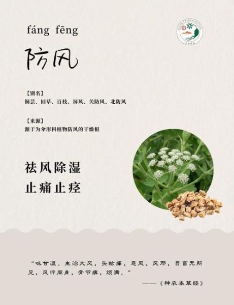 防风的功效与作用_防风能治哪些病-第2张图片-山城妙识