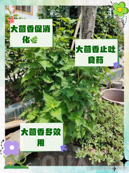 野茴香的功效与作用_野茴香怎么吃效果最好-第1张图片-山城妙识 野茴香的功效与作用_野茴香怎么吃效果最好-第1张图片-山城妙识
