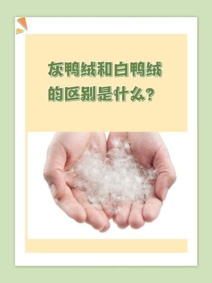 白鸭绒和灰鸭绒哪个好_白鸭绒和灰鸭绒的区别-第1张图片-山城妙识 白鸭绒和灰鸭绒哪个好_白鸭绒和灰鸭绒的区别-第1张图片-山城妙识