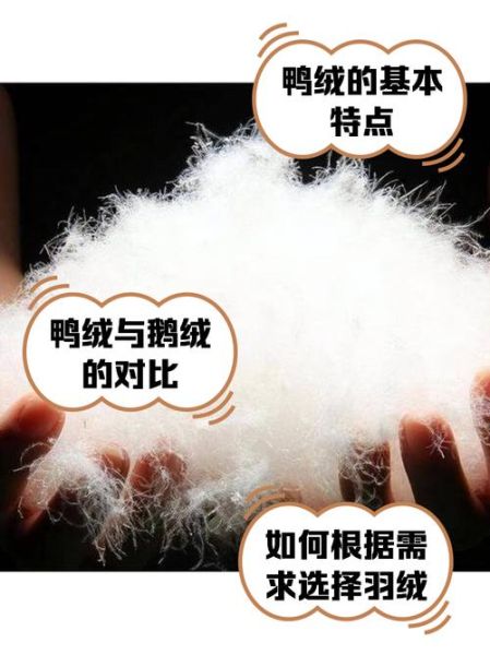 白鸭绒和灰鸭绒哪个好_白鸭绒和灰鸭绒的区别-第2张图片-山城妙识 白鸭绒和灰鸭绒哪个好_白鸭绒和灰鸭绒的区别-第2张图片-山城妙识